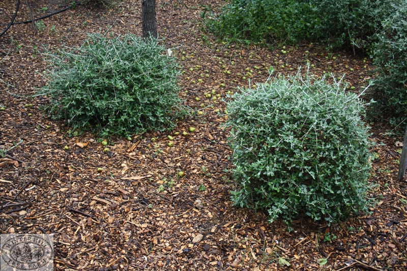 Winter Hill Tree Farm: Silver Germander — Teucrium fruitcans