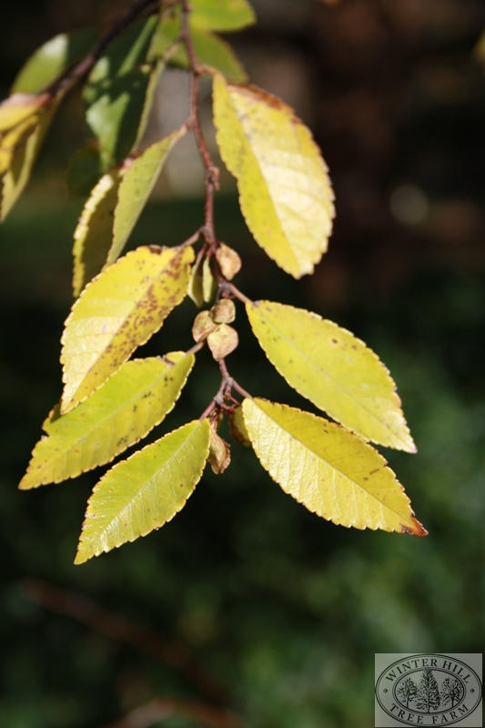 Winter Hill Tree Farm: Elm - Chinese — Ulmus parvifolia
