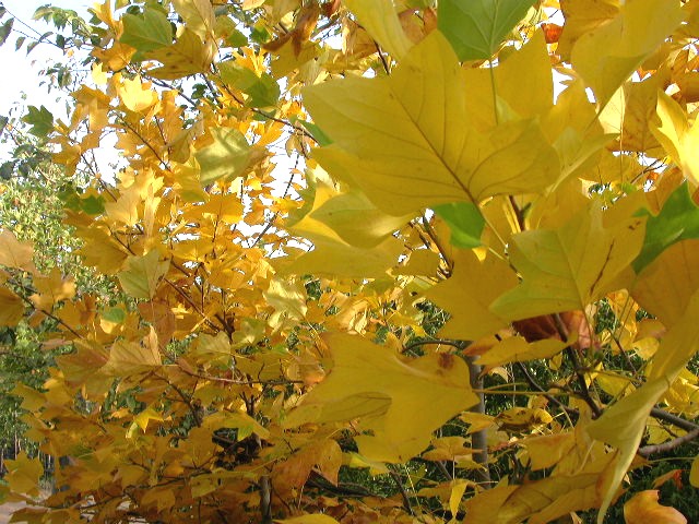 Winter Hill Tree Farm: Tulip Tree - Fastigiate — Liriodendron ...